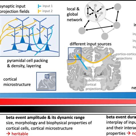 Sources Of Meg Signals And Their Putative Relationship To The Meg