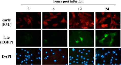 Figure 1 From Characterization Of The Prostaglandin E2 Response To Poxvirus Infection And Of A