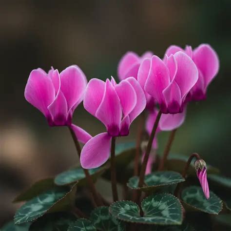 I Put This In The Cyclamen And It Started To Bloom Profusely Home