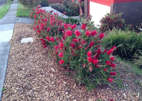 12 Native Hedges Ideas Hedges Australian Garden Native Garden