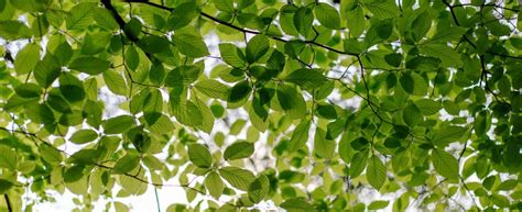 Bagged Trees Planting Guide For Perth Guildford Garden Centre