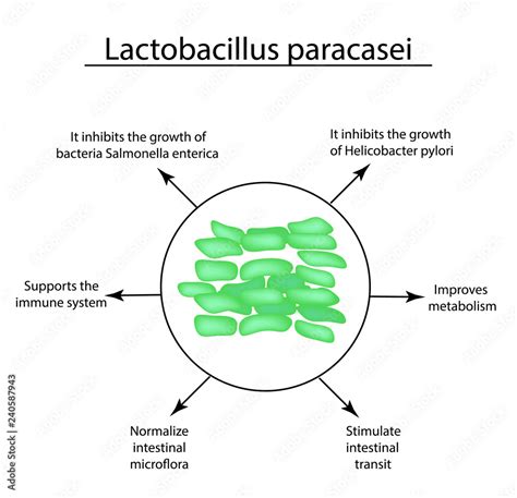 Lactobacillus Diagram