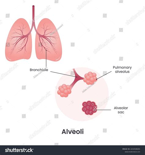 Alveoli Diagram Lungs Vector Illustration Graphic เวกเตอร์สต็อก ปลอด