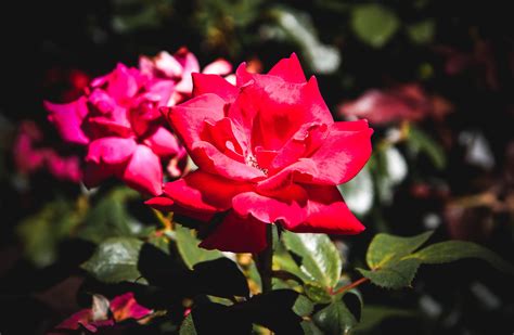 About Photography By Trinity