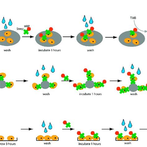 A Schematic Representation Of The Detection Of Bacterial Cells