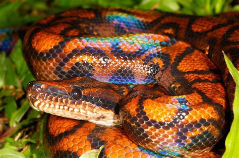 Rainbow Boa Care Guide For Beginners Reptileszilla