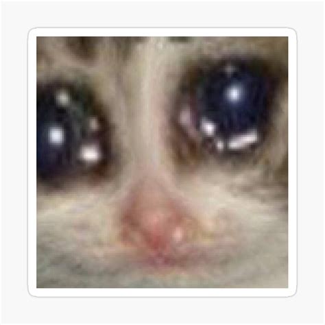 Plz Cat Memes Cat Memes Page 34 Clean Memes