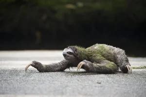 8 Facts You Probably Didnt Know About Sloths Anatomy — The Sloth