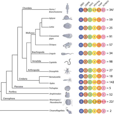 Domain Organizations Of The Transposon Derived Transcription Factors