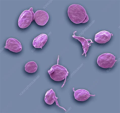 Platelets Sem Stock Image C057 0698 Science Photo Library