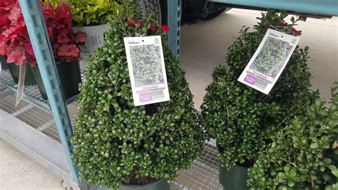 Ilex Crenata Chesapeake Japanese Holly A Beautiful Shapely