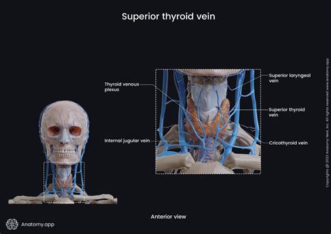 Superior Thyroid Vein Encyclopedia Anatomyapp Learn Anatomy 3d