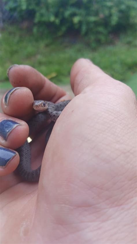 I Pulled This Guy From Under My Fake Grass I Love Him I Named Him Bob Rsneks