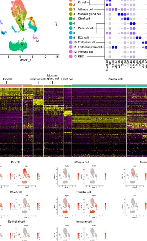 Scrna Seq Analysis Of The Mouse Stomach A Violin Plots Showing The Download Scientific