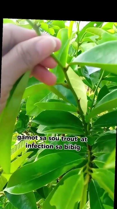 Dahon Ng Bayabas At Dahon Ng Guyabano Alternatibong Medisina
