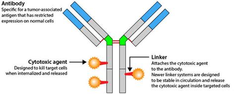 Types Of ADC Linkers