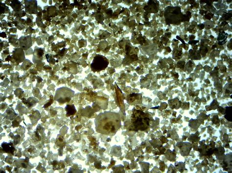 Plf2 Conodont Element By Pr0teusunbound On Deviantart