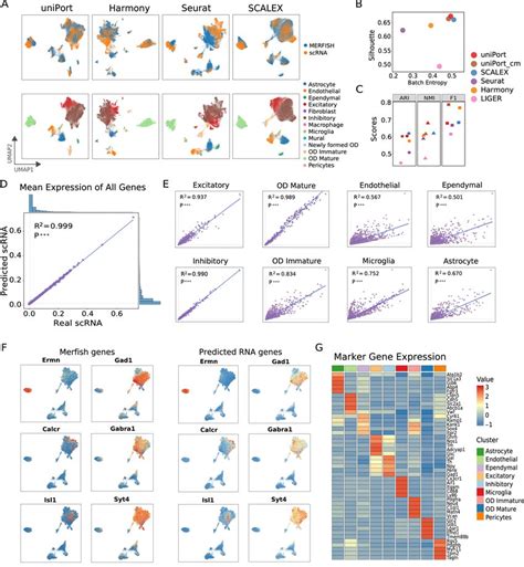 Uniport Predicts Scrna Genes By Merfish Data A Umap Visualization Of