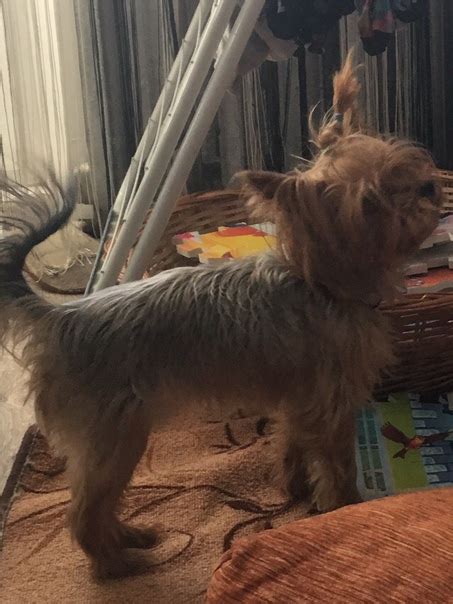 Срочно В 10 00 из дома Победы 6а убежал йорк девочка кличка Буся всем кто видел ее в районе