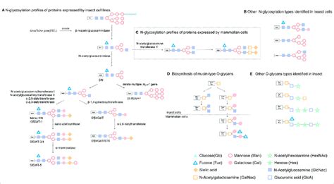 Glycosylation Of Foreign Proteins Expressed In Eukaryotic Cells A Download Scientific