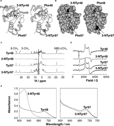 Structural Features Of Cc A Ribbon Representation Of The Nmr Download Scientific Diagram