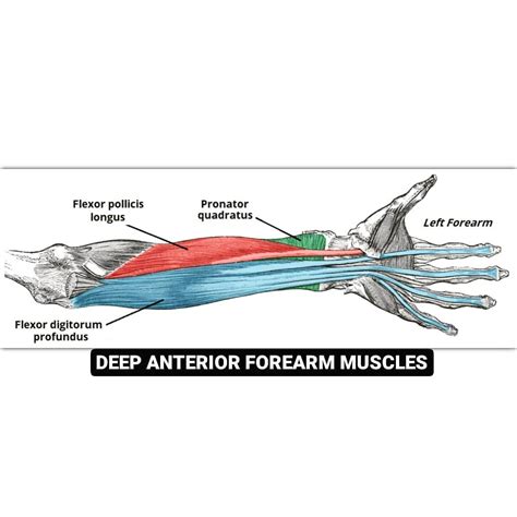 Deep Anterior Forearm Muscles