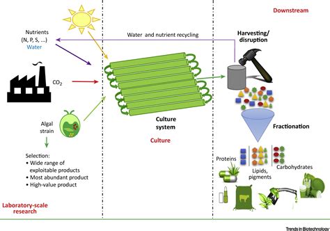 Current Bottlenecks And Challenges Of The Microalgal Biorefinery