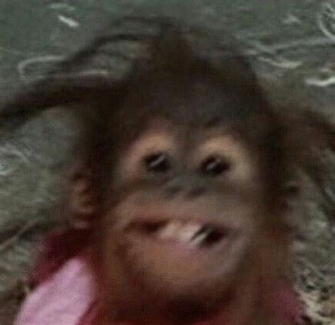Funny Monkey Face Meme