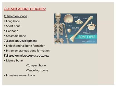 Alveolar Bone In State Of Fluxpptx