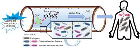 抗生素增强了饮用水分配系统中耐氯细菌中抗生素耐药性的传播 Environmental Research X Mol
