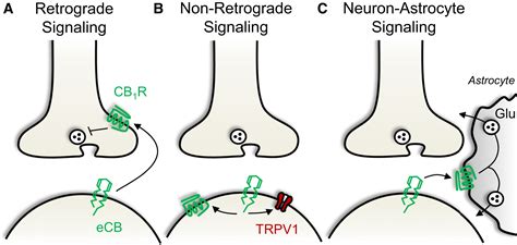 Endocannabinoid Signaling And Synaptic Function Neuron