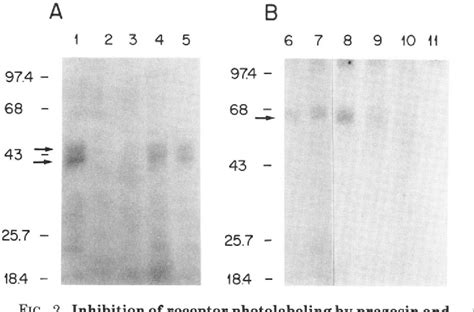 Figure 2 From Identification Of Structurally Distinct Alpha 2 Adrenergic Receptors Semantic