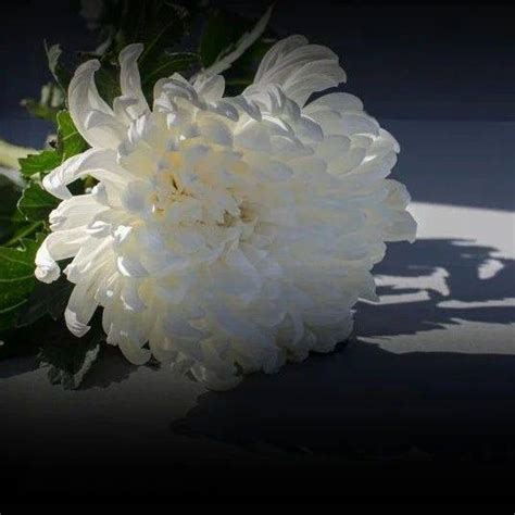 突发讣告！著名音乐人凌晨离世，多名歌手发文悼念 刘元 崔健 中国