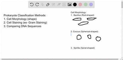 SOLVED Explain How Prokaryotes Are Classified How Is A Numerade