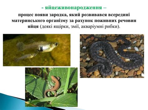 Презентація до уроку Розвиток тварин