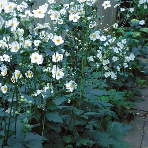 Japanese Anemone Varieties Growing Anemone Flowers Garden Design