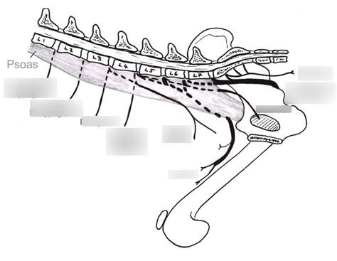 Somatic Nerves Of The Lumbarsacral Plexus Diagram Quizlet