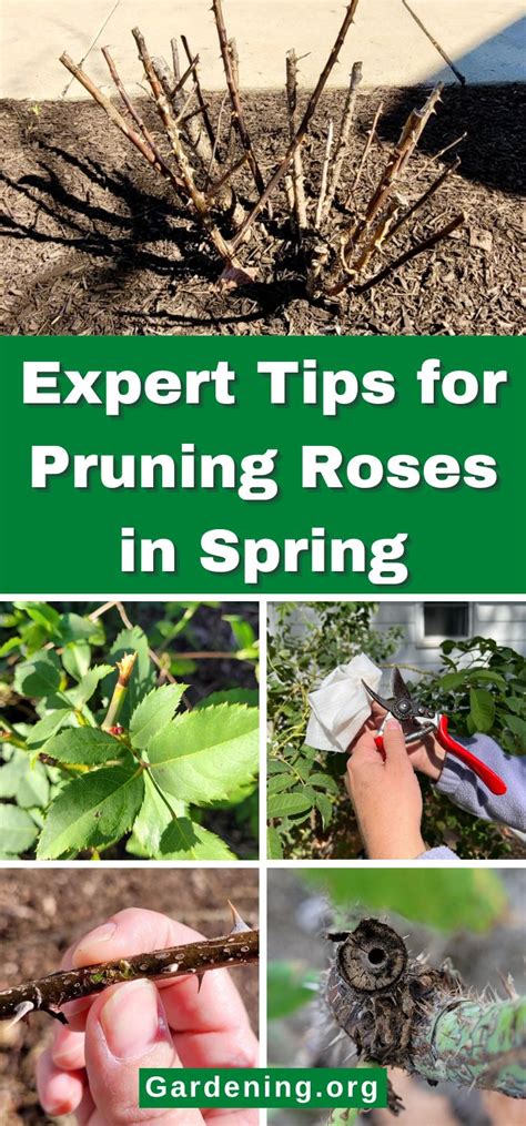 20 Expert Tips For Pruning Roses In Spring Gardening