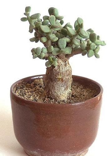 22 Caudiciforms Ideas Succulents Fat Plants Cacti And Succulents