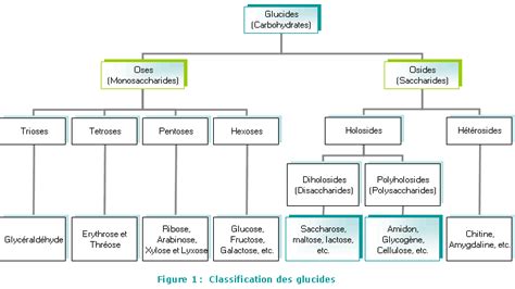 Glucides Oses Et Osides Sientecal