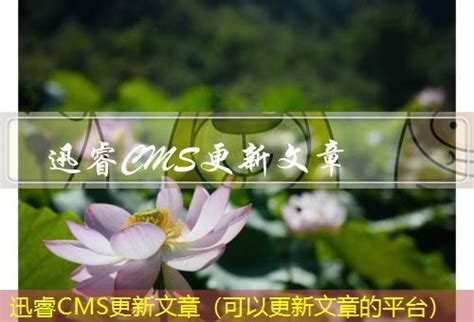 迅睿cms更新文章（可以更新文章的平台）