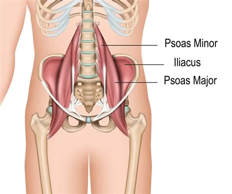 Muscles Of The Back Anatomy And Function Of All Back Muscles