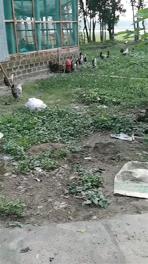 প্রাকৃতিকভাবে মুরগি পালন মিসরি ফাউমিমুরগি Foryou Shortsviral