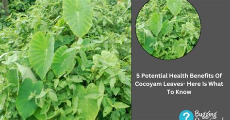 Potential Health Benefits Of Cocoyam Leaves Here Is What To Know Bugging Questions