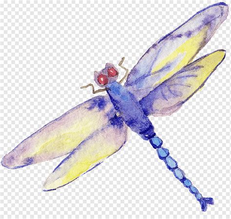 잠자리 곤충 잠자리 수채화 그림 곤충 수채화 잠자리 Png Pngwing