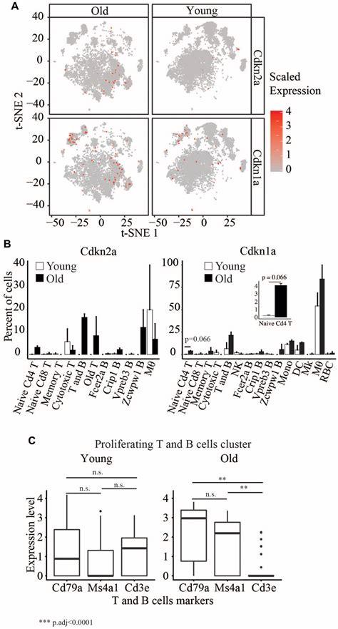 Single Cell Transcriptomics Of Peripheral Blood In The Aging Mouse