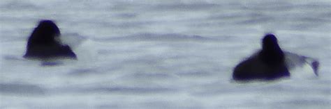 Duck Question R Minnesotanature