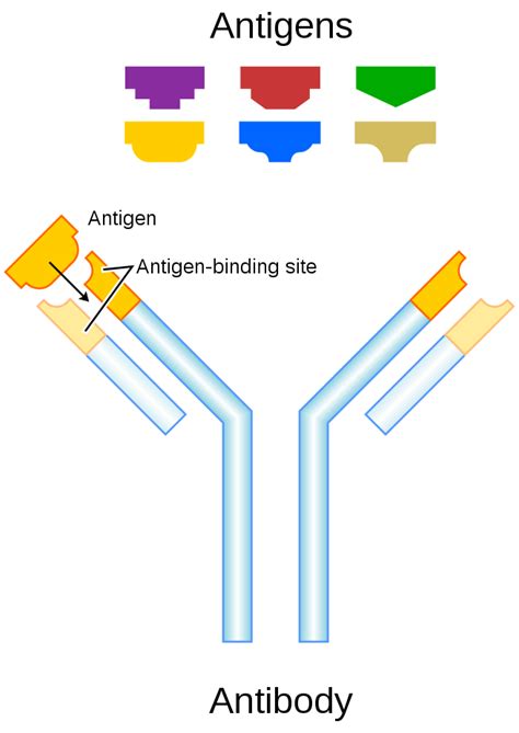 Antigen Vs Antibody Whats The Difference Main Difference