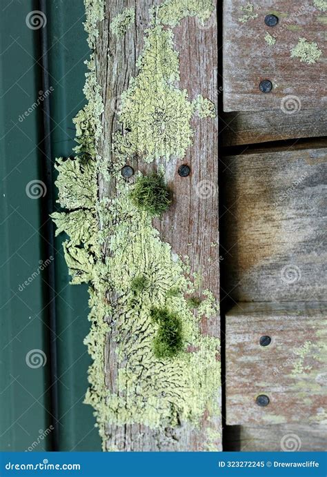 Lichen Growing On A Timber Frame Home Stock Image Image Of Algae