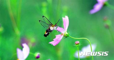 코스모스와 박각시나방